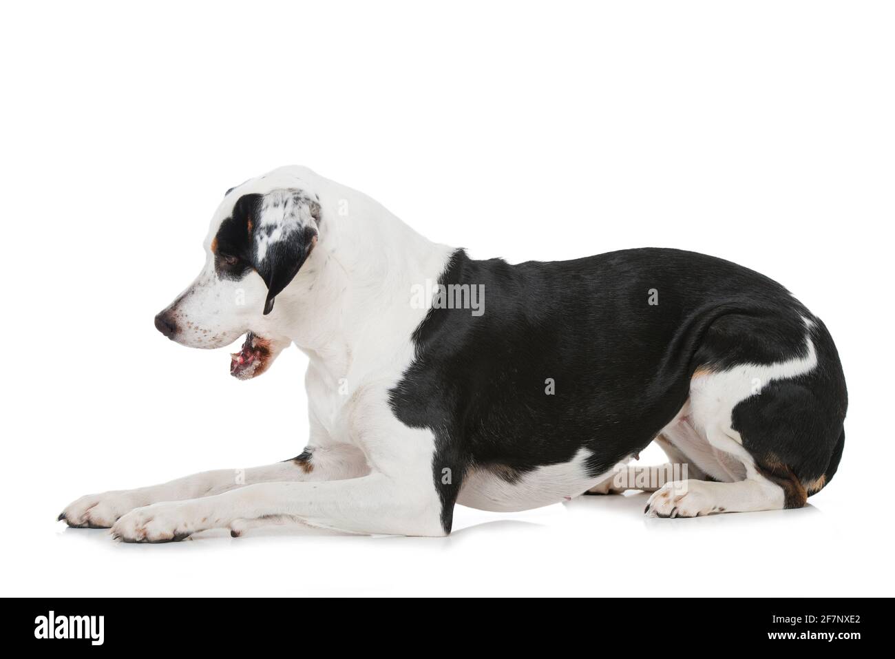 Big cross breed dog isolated on white background Stock Photo - Alamy