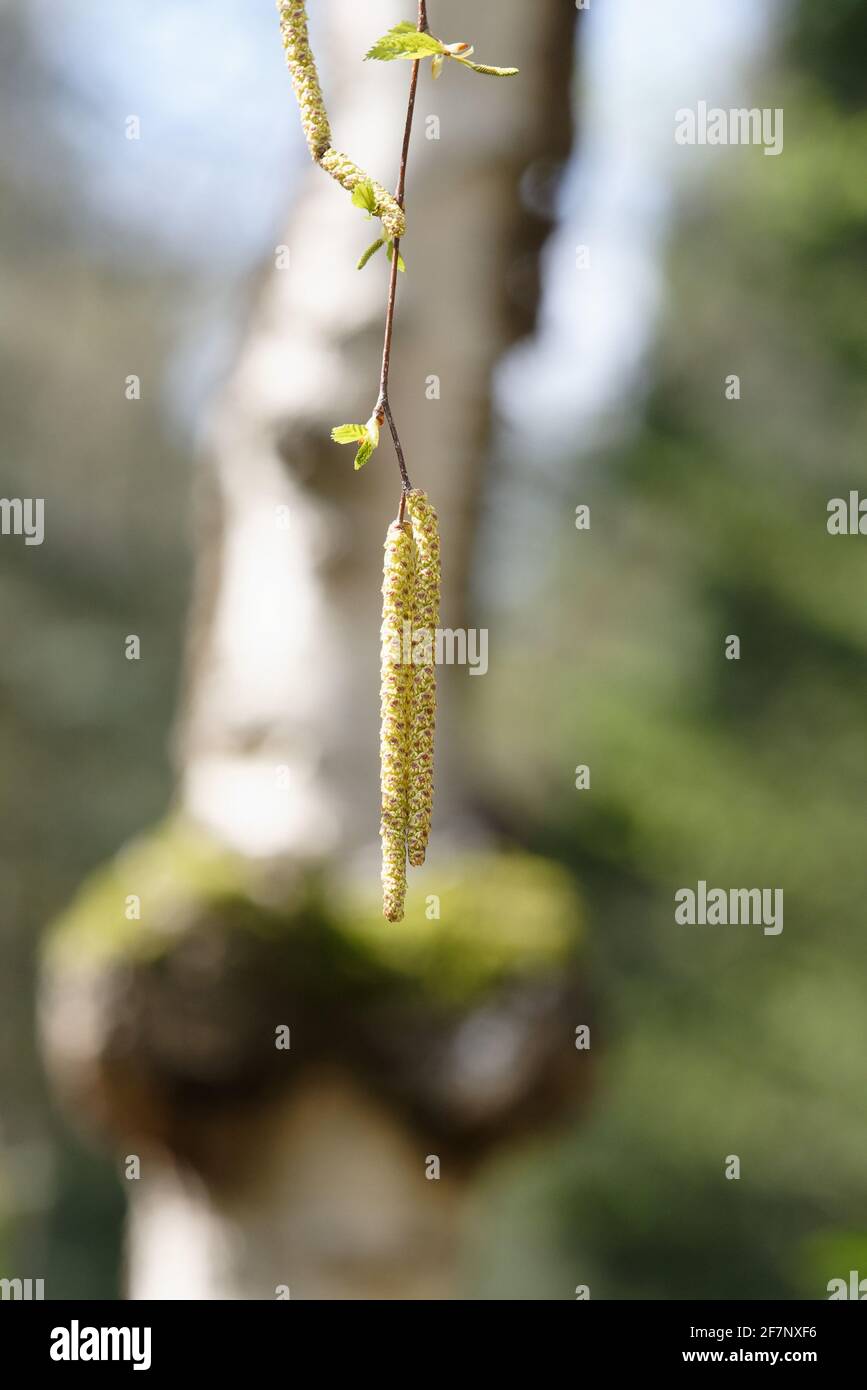 Birch catkins hi-res stock photography and images - Alamy
