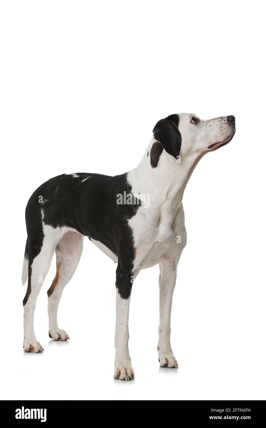 Big cross breed dog isolated on white background Stock Photo - Alamy