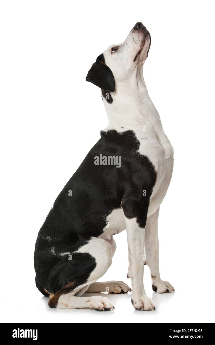 Big cross breed dog isolated on white background Stock Photo - Alamy