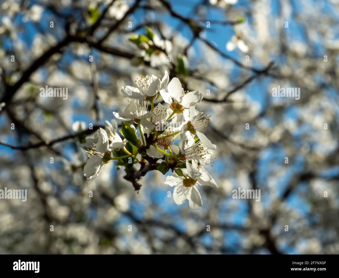 blooming cherry tree with blue sky Stock Photo - Alamy