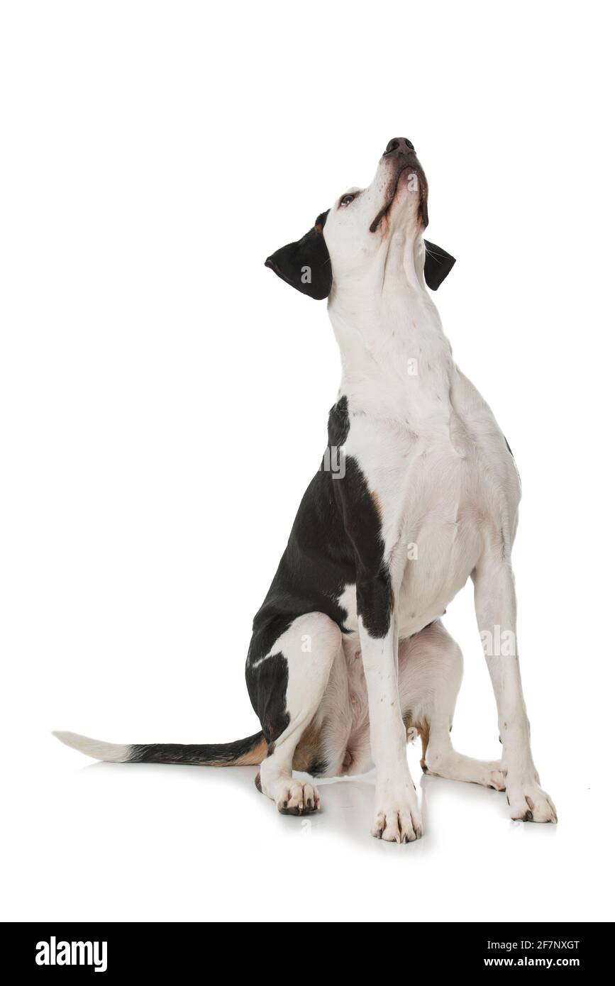 Big cross breed dog isolated on white background Stock Photo - Alamy