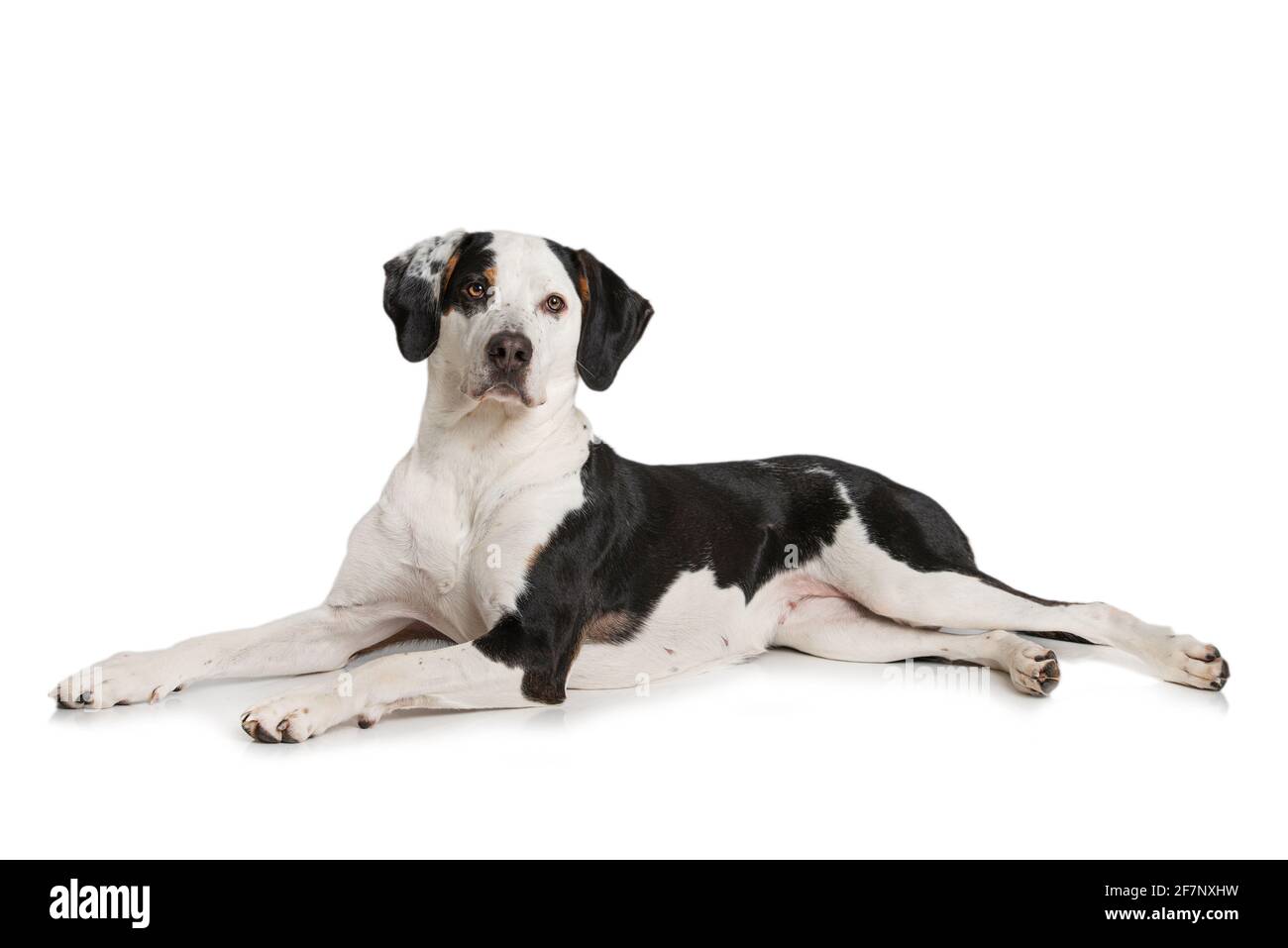 Big cross breed dog isolated on white background Stock Photo - Alamy