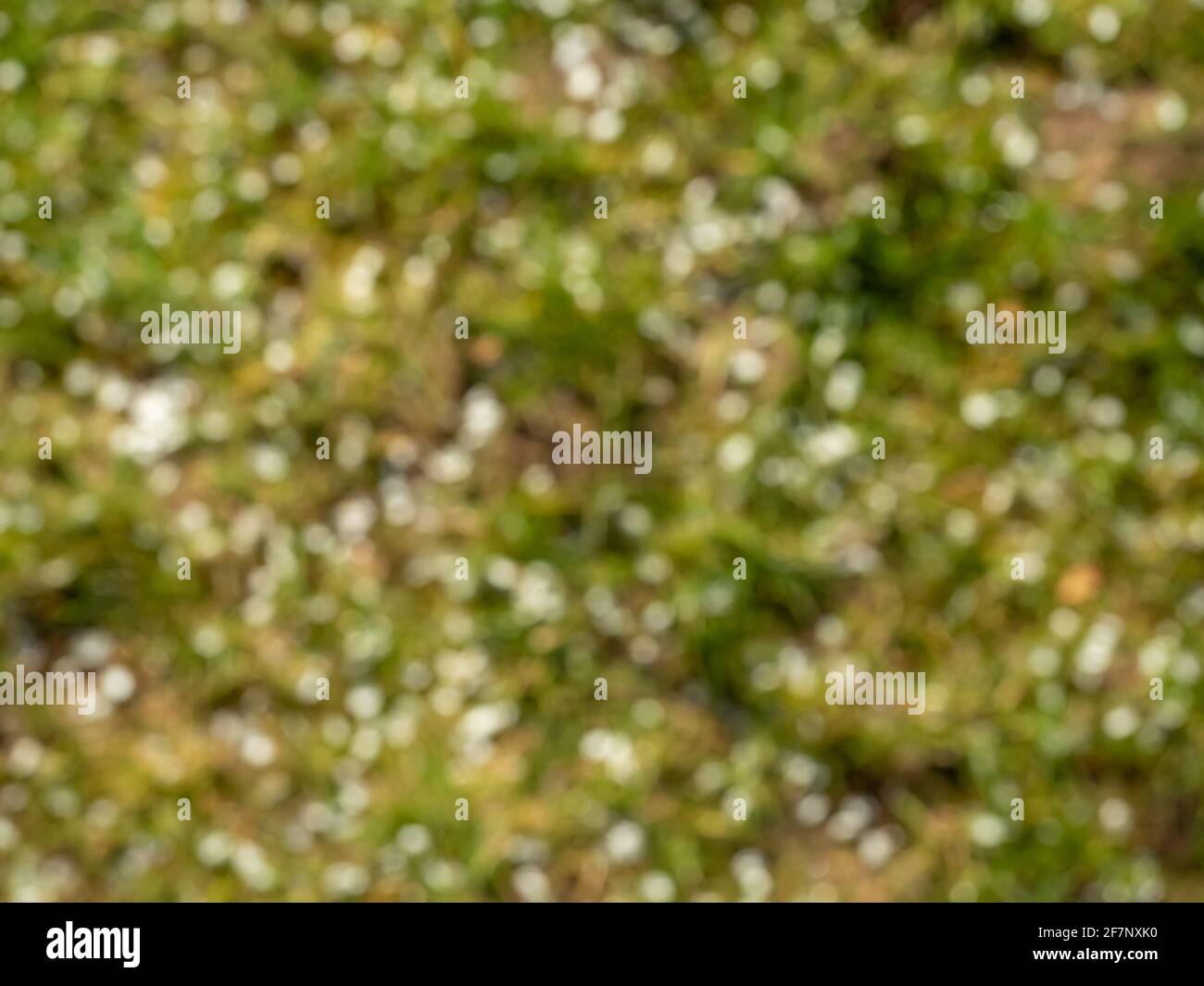 defocused lawn with white flowers visible as small white dots Stock ...