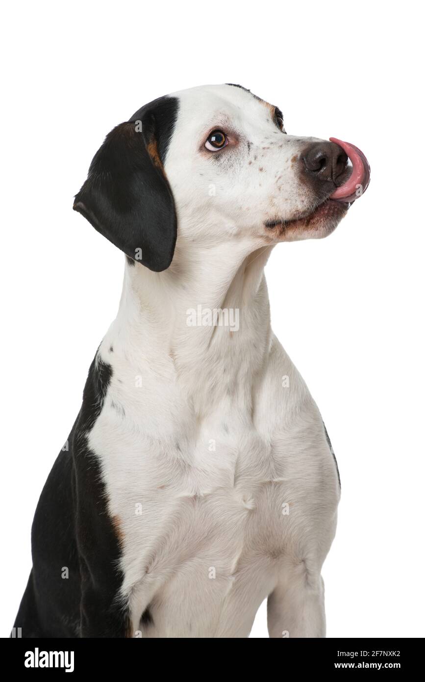 Big cross breed dog isolated on white background Stock Photo - Alamy