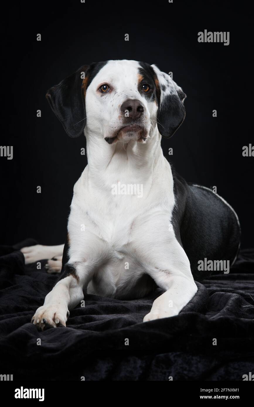 Big cross breed dog isolated on black background Stock Photo - Alamy
