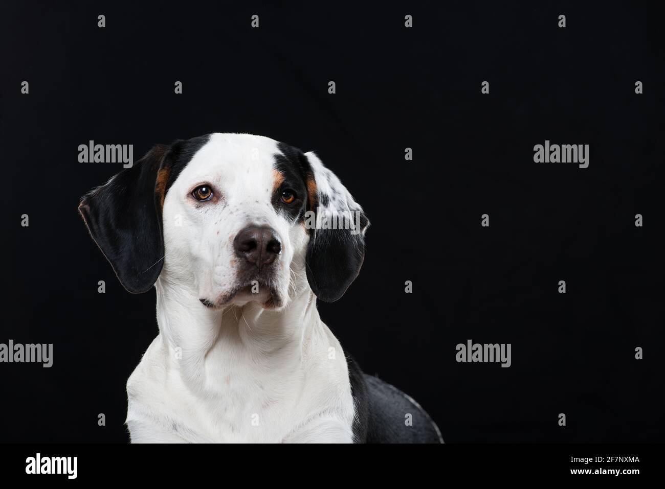 Big cross breed dog isolated on black background Stock Photo - Alamy