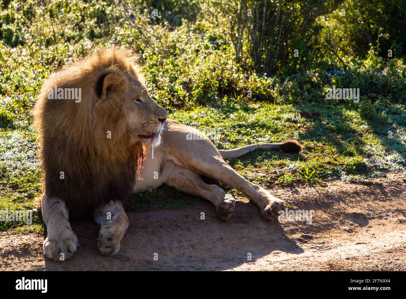 Male lion featured in BBC Earth Wild Lands South Africa Stock Photo - Alamy