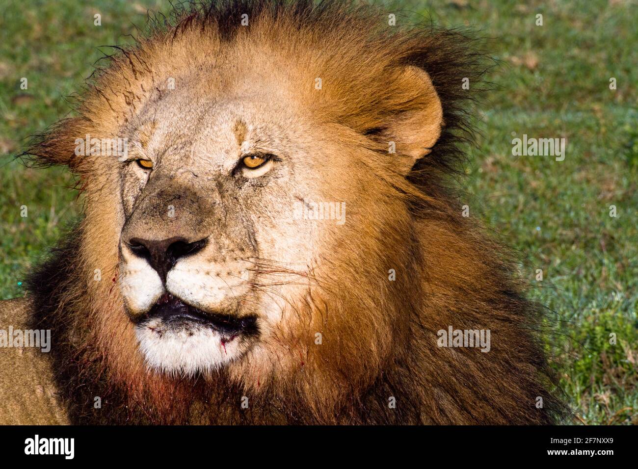 Male lion featured in BBC Earth Wild Lands South Africa Stock Photo - Alamy