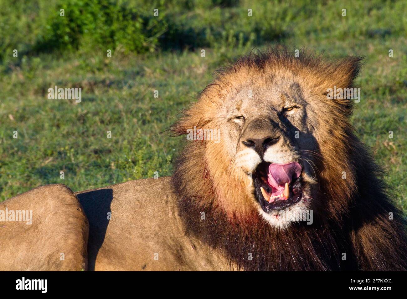 Male lion featured in BBC Earth Wild Lands South Africa Stock Photo - Alamy