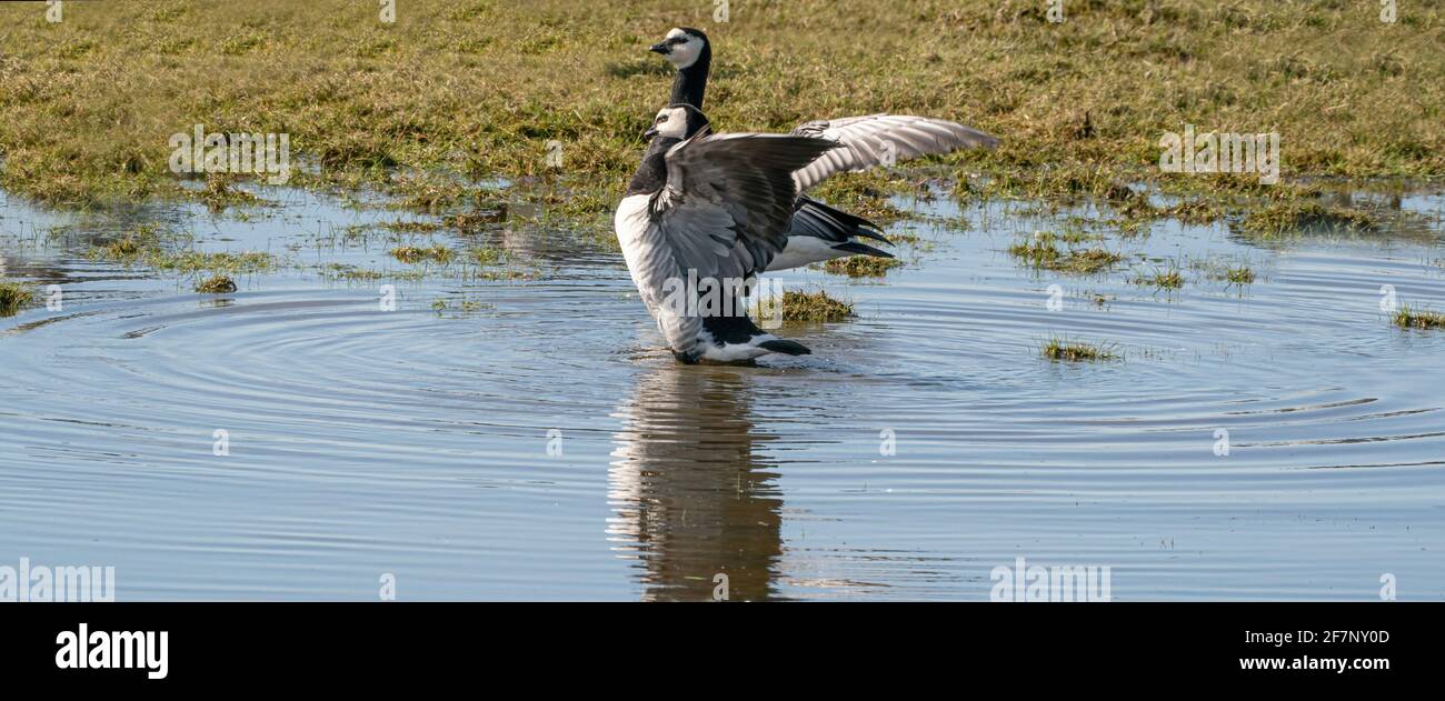 Two barnacle geese are standing in the lake. They are doing a pairngs ...