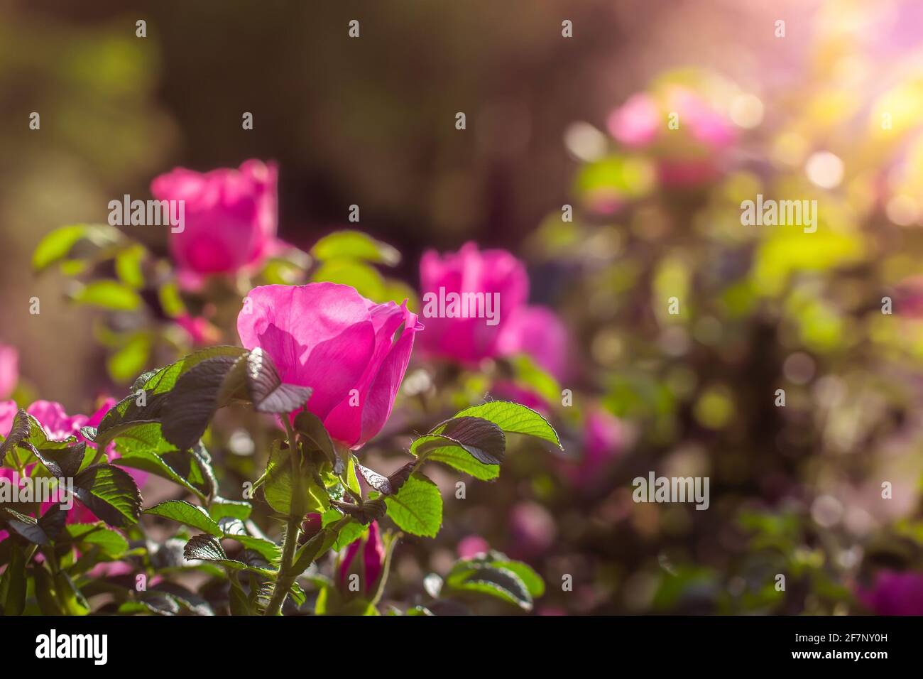 Canker rose hi-res stock photography and images - Alamy