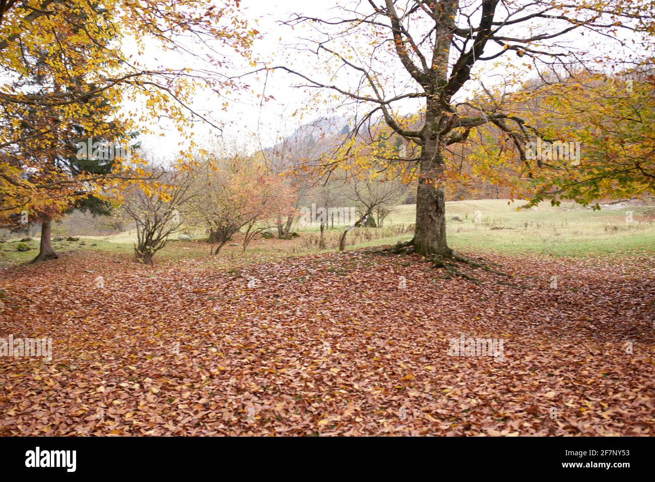 autumn landscape park forest fallen leaves tall trees fresh air Stock ...