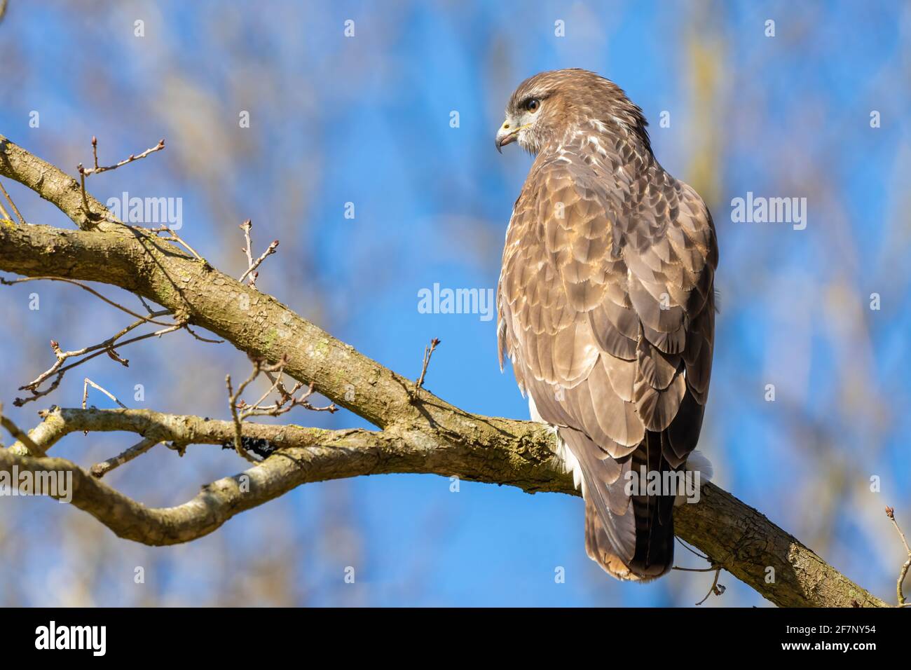 Buzzard in the forest. Sitting on a branch of a deciduous tree in ...