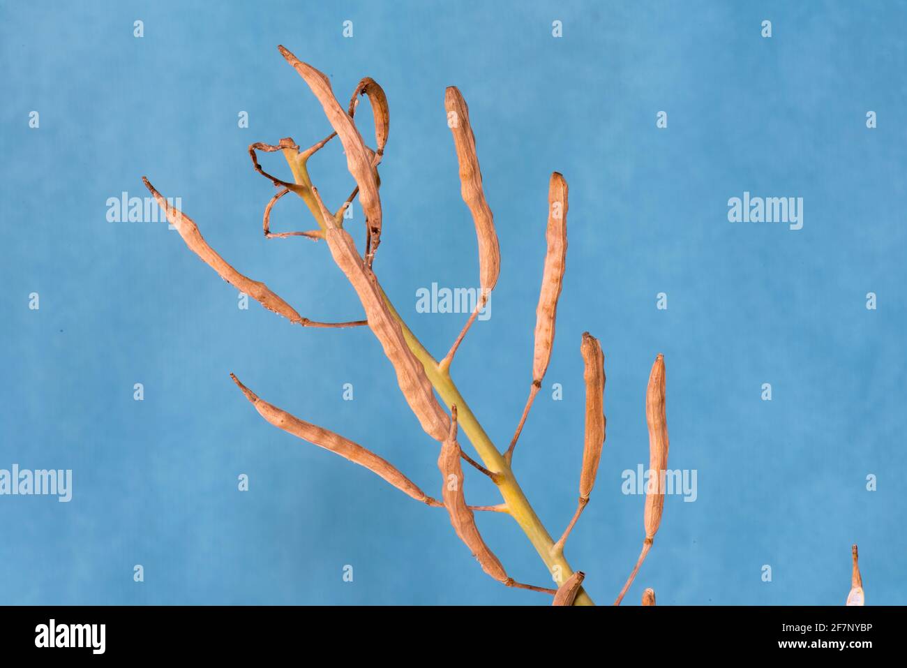 Broccolini seeds hi-res stock photography and images - Alamy