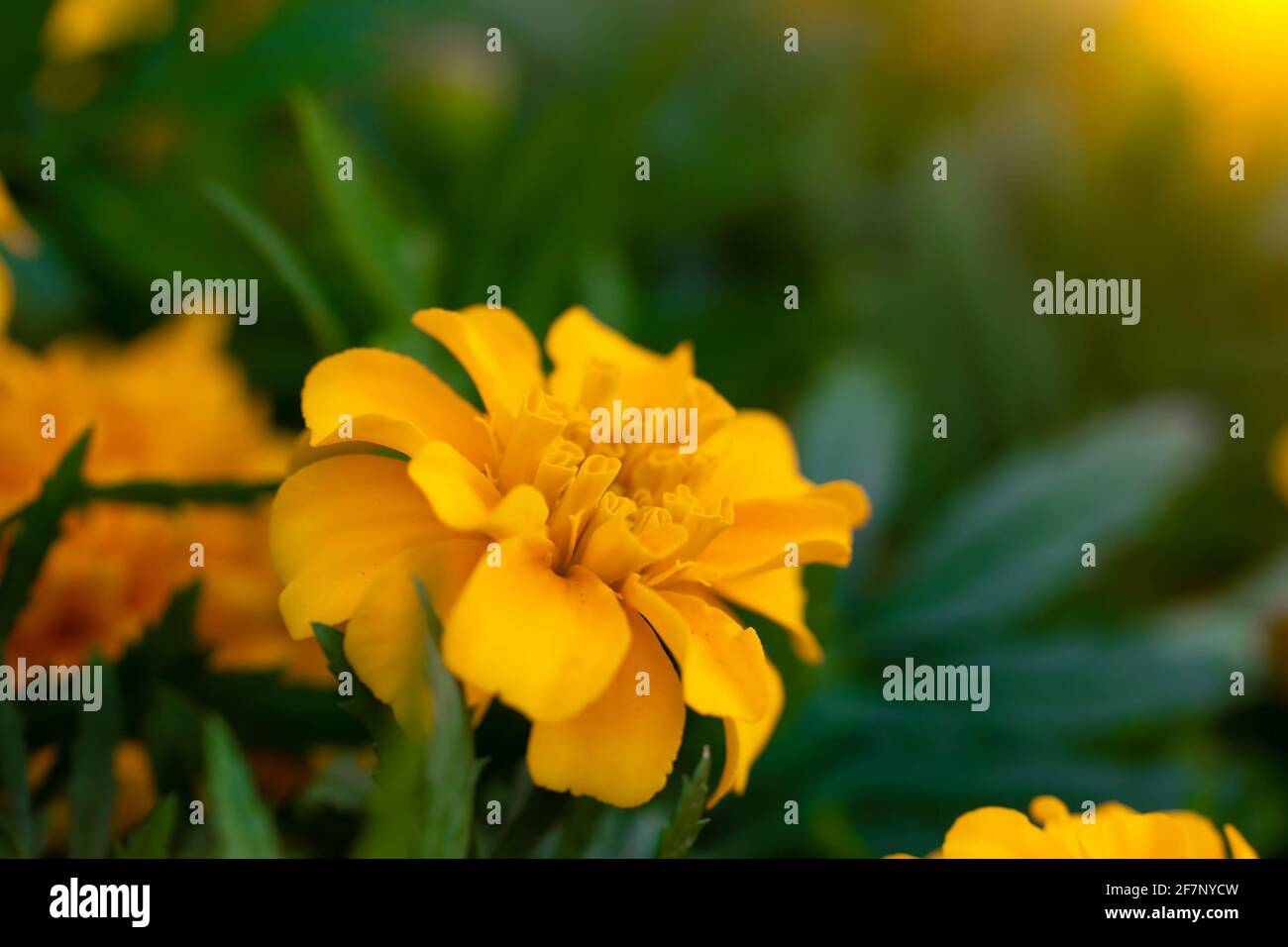 Close-up flowers of a marigold on a sunny day outdoors Stock Photo - Alamy