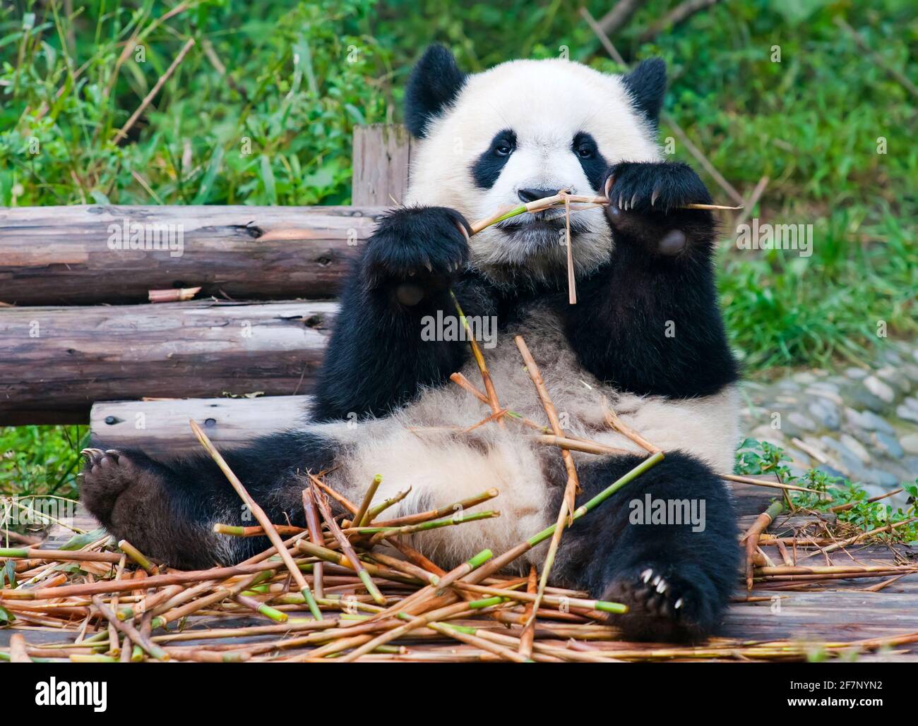 Young panda bear eating bamboo Stock Photo - Alamy