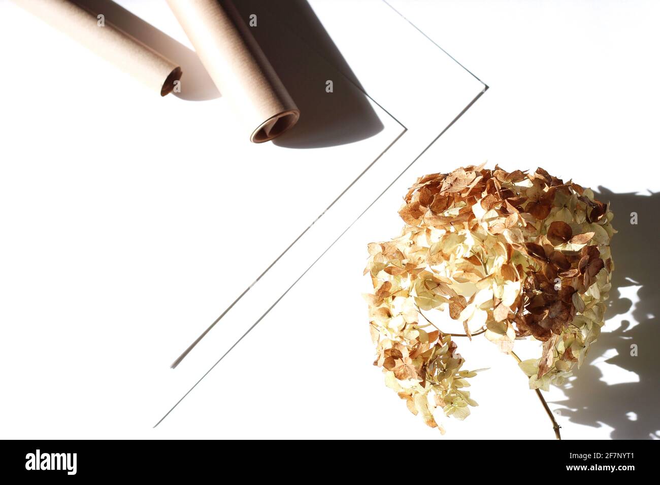 Creative Studio Space. Kraft Paper Rolls on Paper Sheets and Dry Flower ...