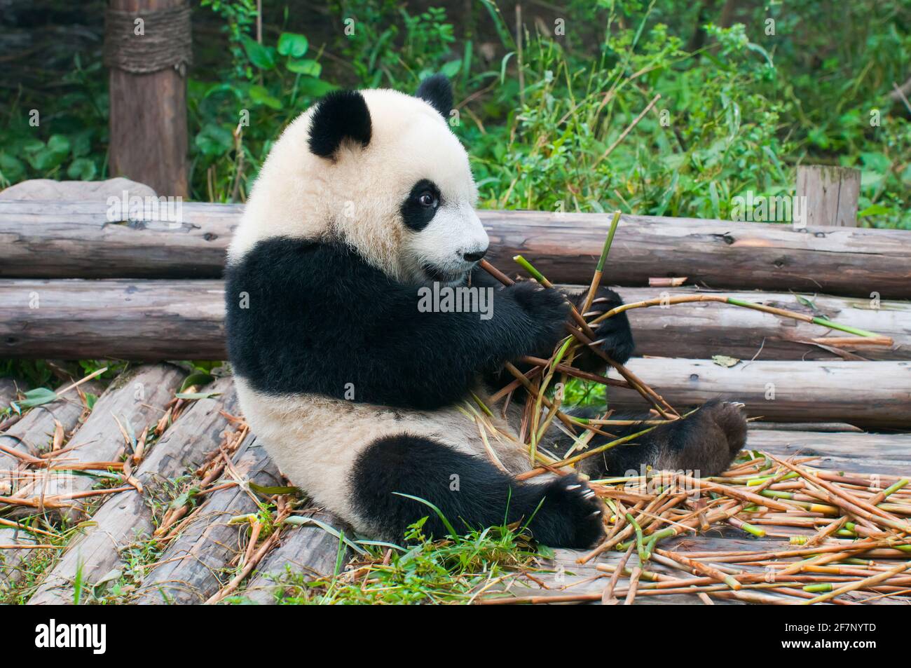 Young panda bear eating bamboo Stock Photo - Alamy