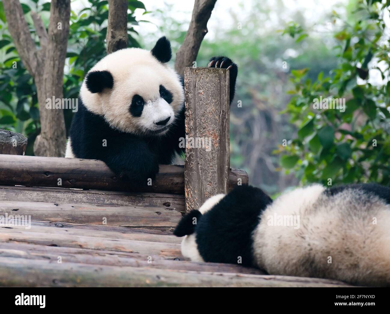 Baby Panda Bears Playing
