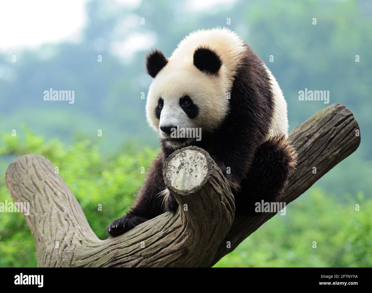 Giant panda bear in tree Stock Photo - Alamy
