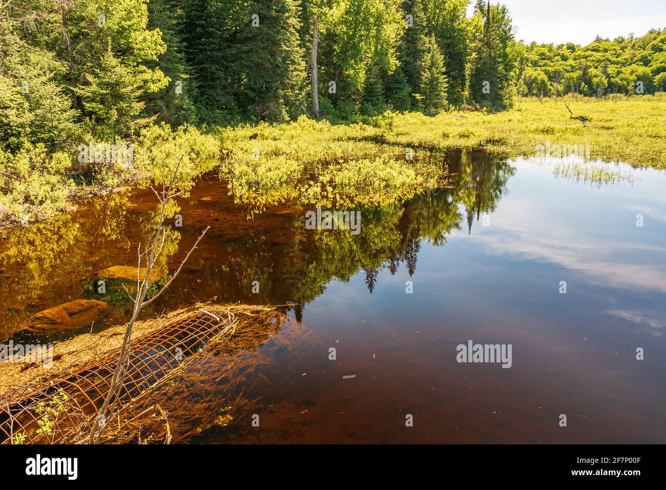 Canadian Marshland in North Bay Ontario Canada in summer Stock Photo ...