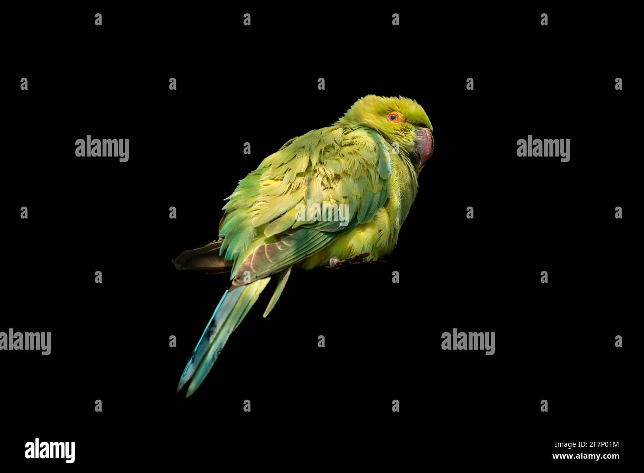 Alexandrine parakeet or parrot portrait in isolated black background at ...