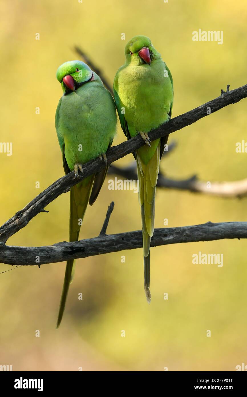 Alexandrine parakeet or parrot pair portrait in natural green ...