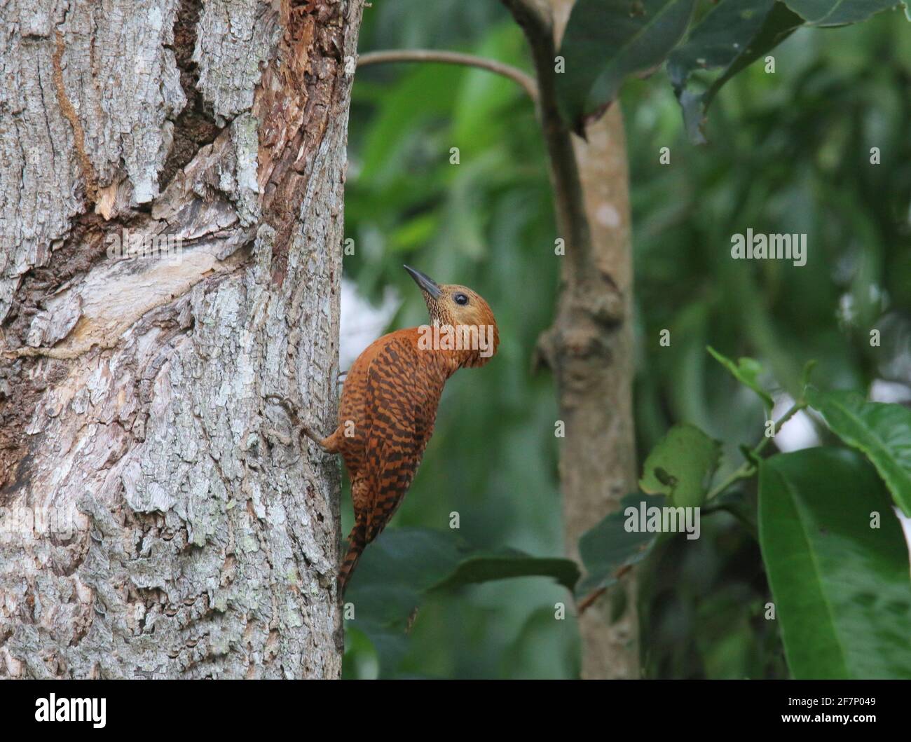 A pair of Rufous woodpecker, Micropternus brachyurus building nest ...