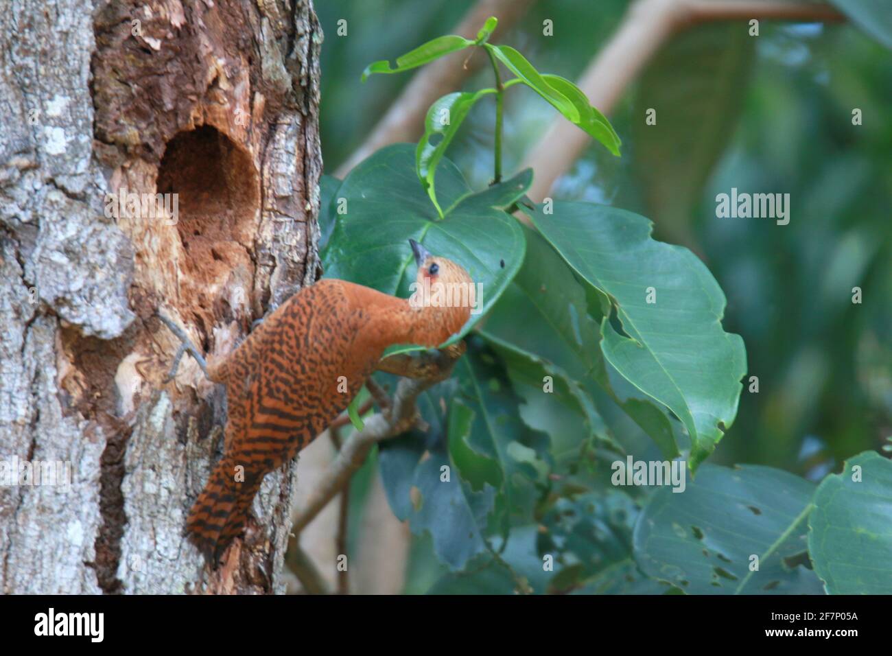 A pair of Rufous woodpecker, Micropternus brachyurus building nest ...