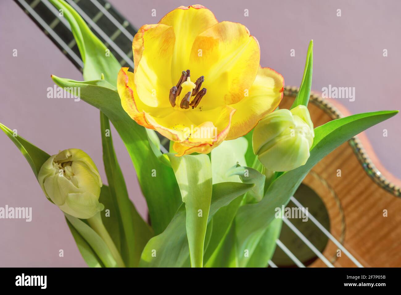 A bouquet of beautiful tulips on a lilac background and a fragment of a ...