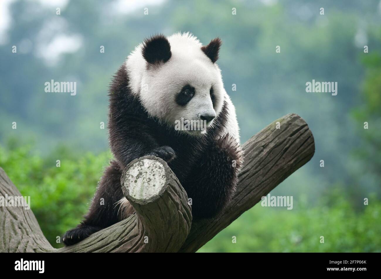 Giant panda bear in tree Stock Photo - Alamy
