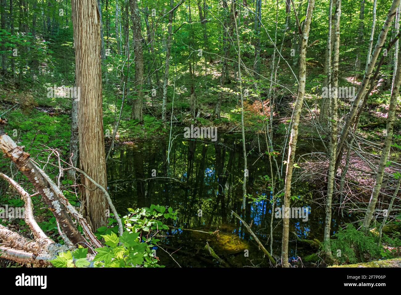 Canadian Marshland in North Bay Ontario Canada in summer Stock Photo ...