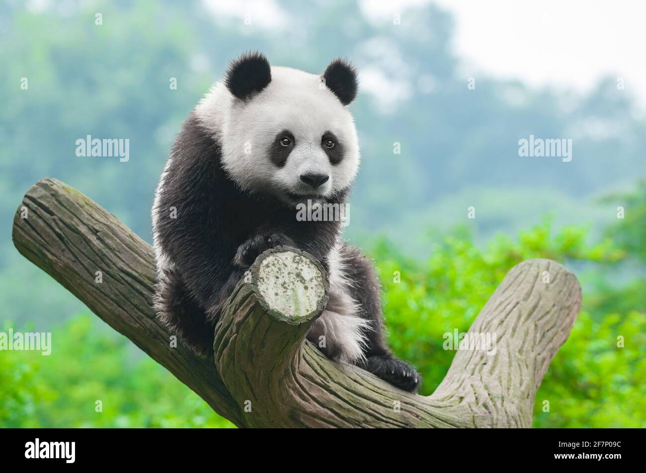 Giant panda bear in tree Stock Photo - Alamy