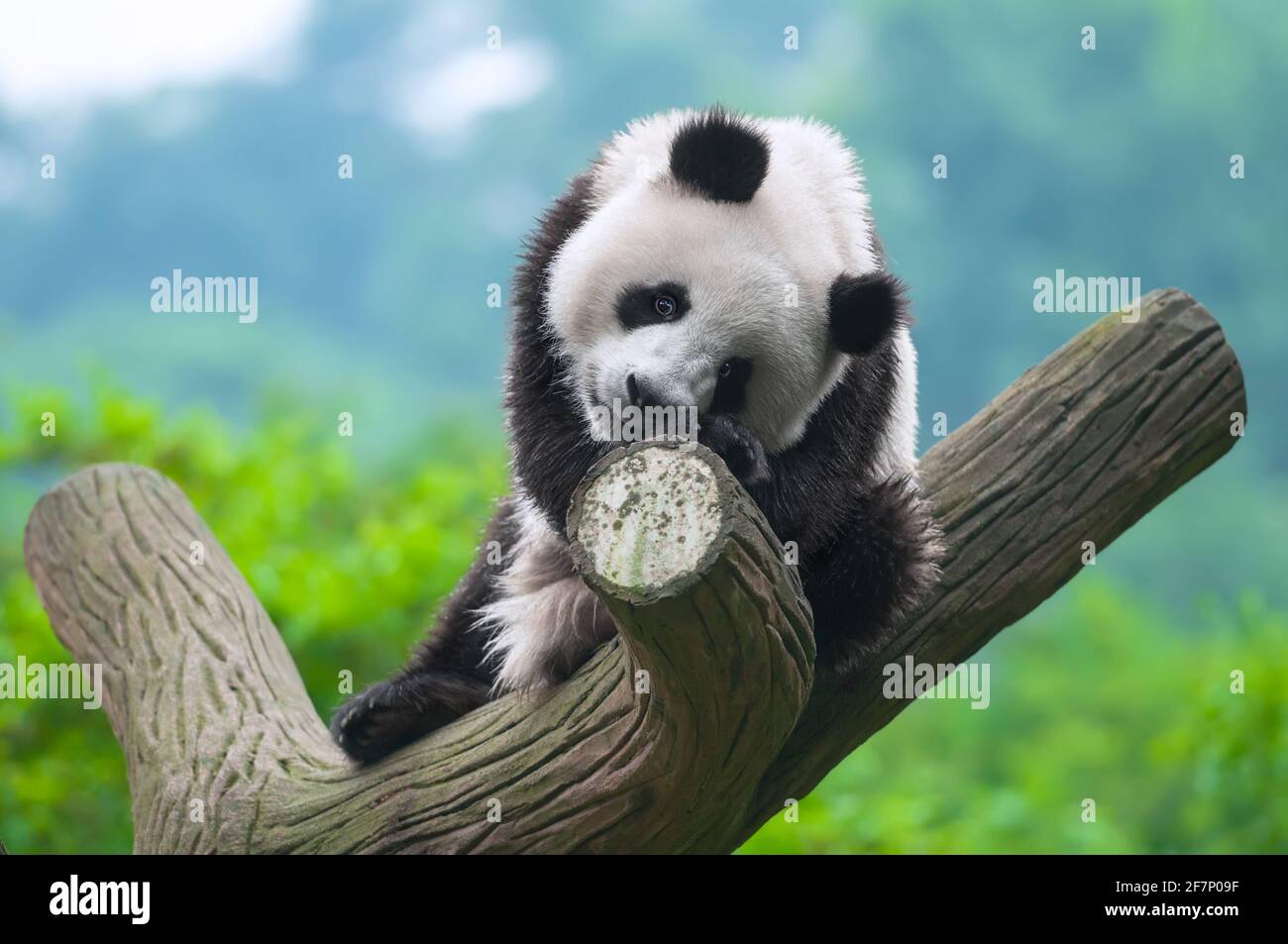 Giant panda bear in tree Stock Photo - Alamy