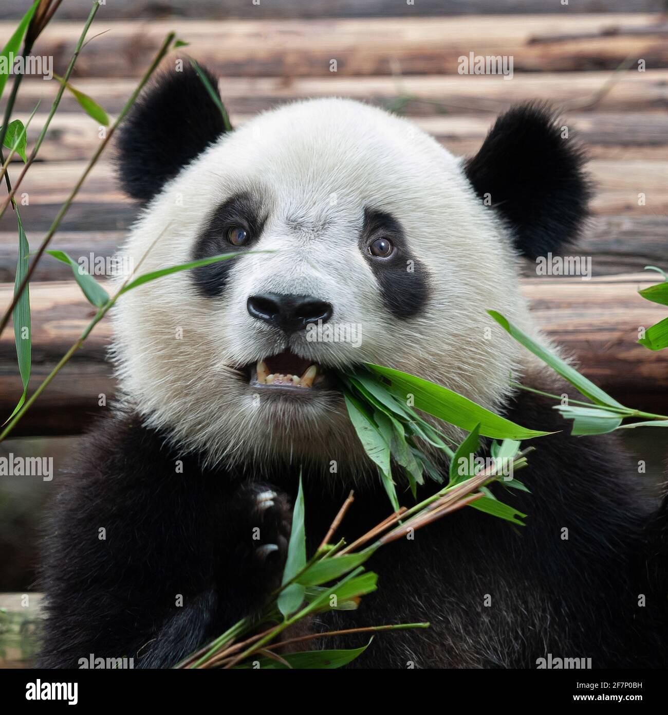 Cute Panda Bear Eating