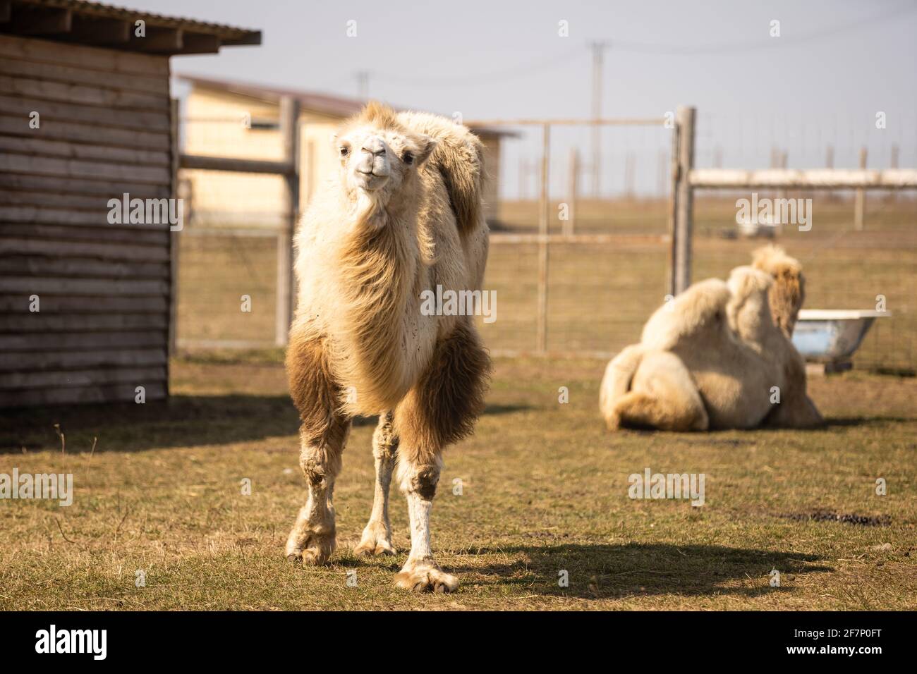 Cute and funny camel face. Camel close up Stock Photo - Alamy