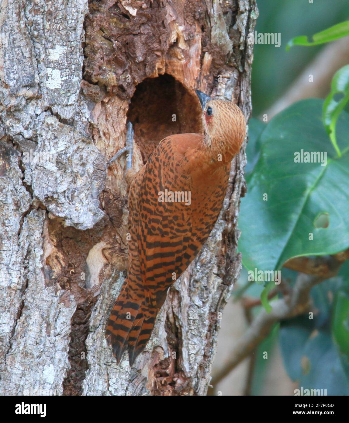 A pair of Rufous woodpecker, Micropternus brachyurus building nest Stock Photo - Alamy