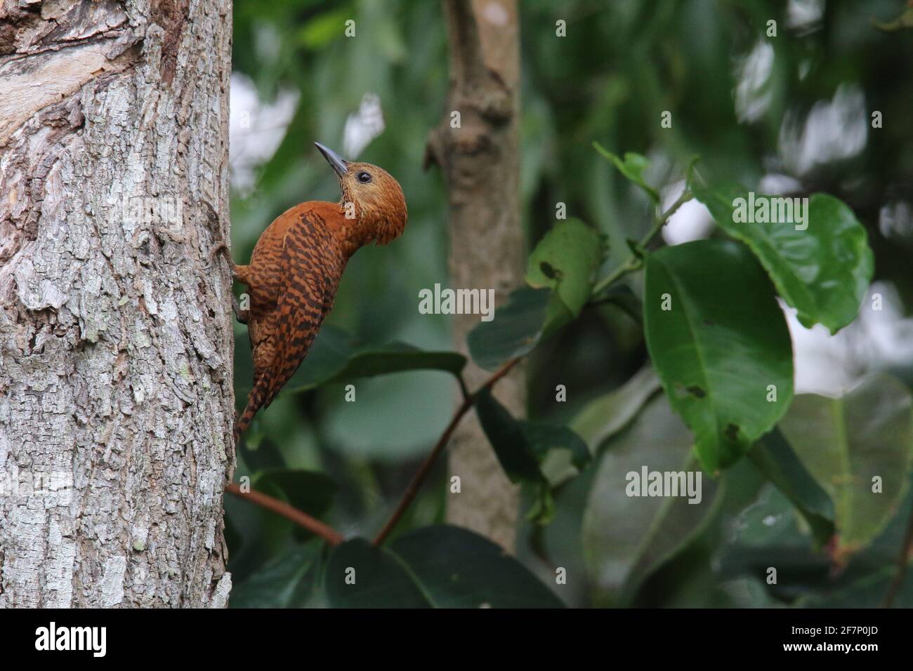 A pair of Rufous woodpecker, Micropternus brachyurus building nest ...
