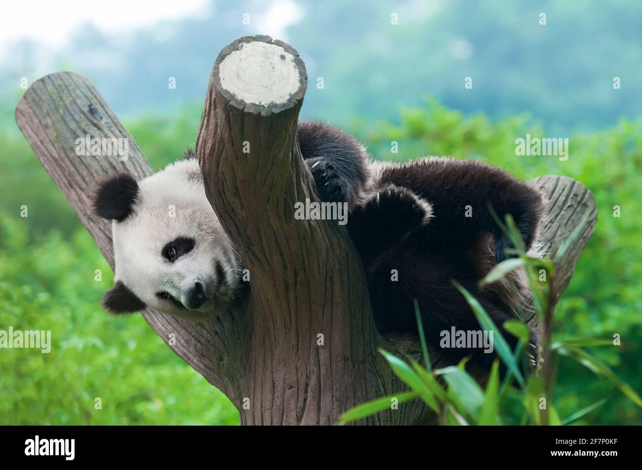 Giant panda bear in tree Stock Photo - Alamy