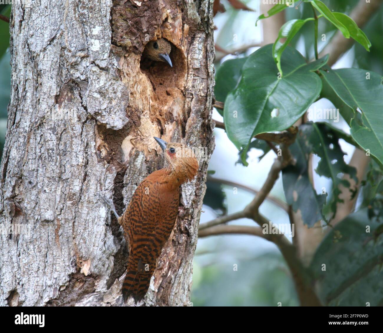A pair of Rufous woodpecker, Micropternus brachyurus building nest ...