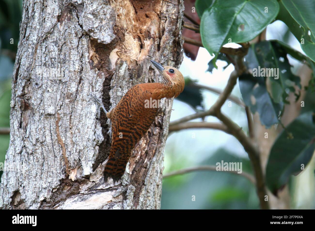 A pair of Rufous woodpecker, Micropternus brachyurus building nest ...