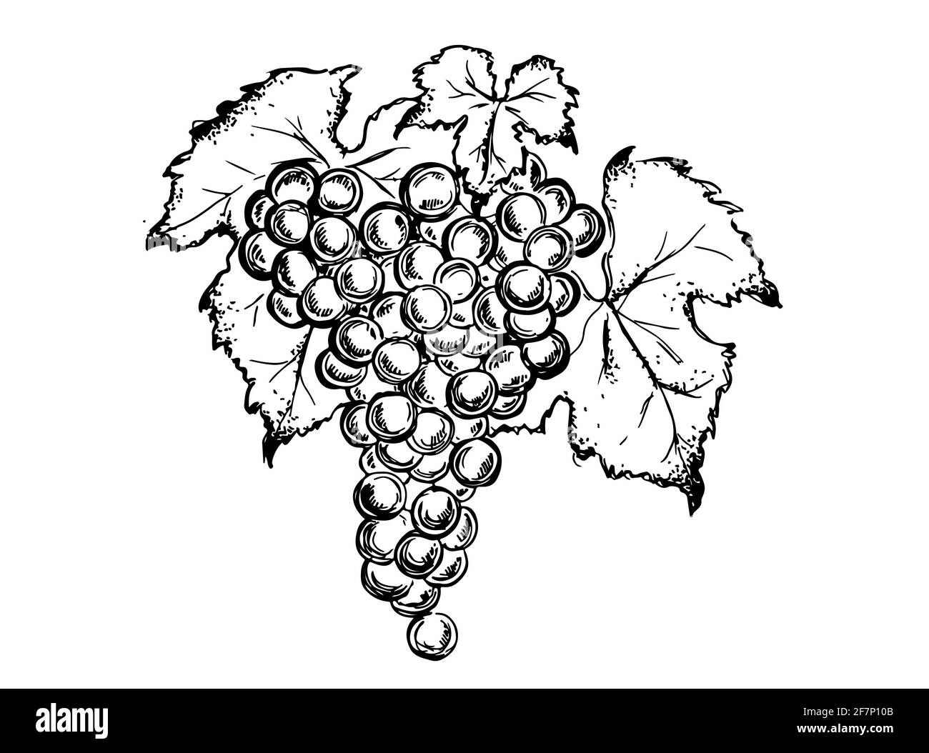 Grape graphic illustration, hand drawn style. Vector Stock Photo - Alamy