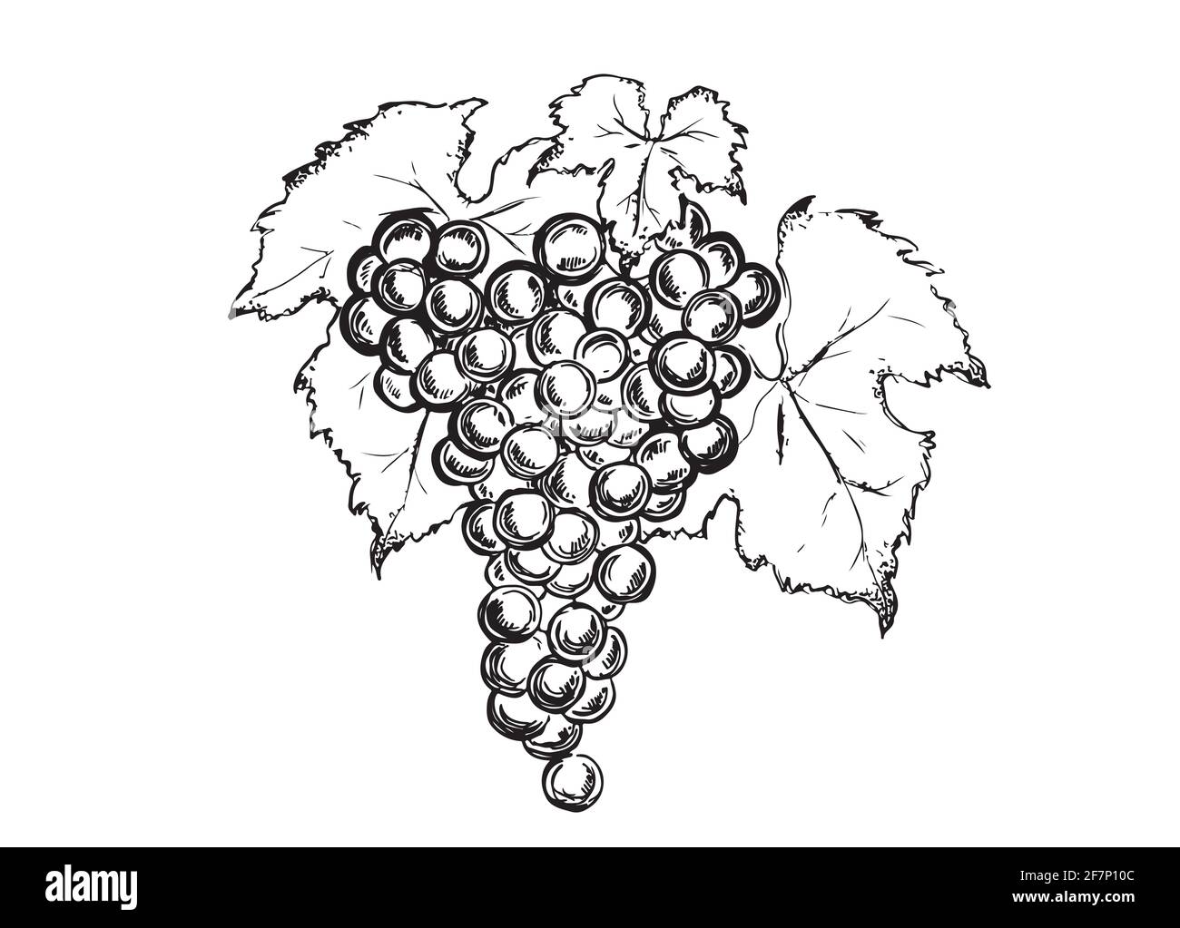Grape graphic illustration, hand drawn style. Vector Stock Photo - Alamy