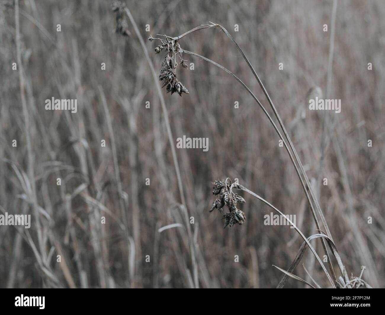 Gray and dry hi-res stock photography and images - Alamy
