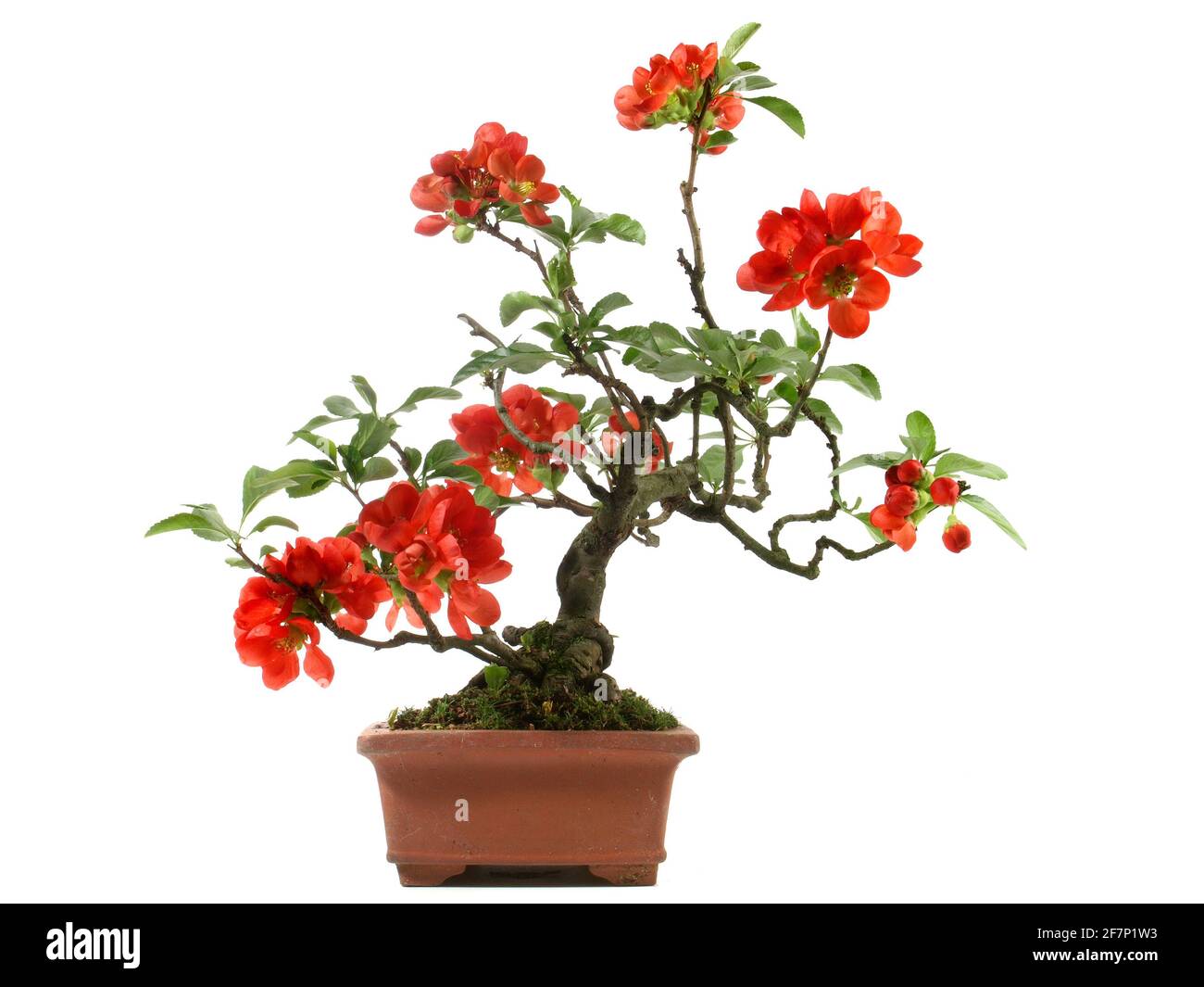 Quince tree pot hi-res stock photography and images - Alamy