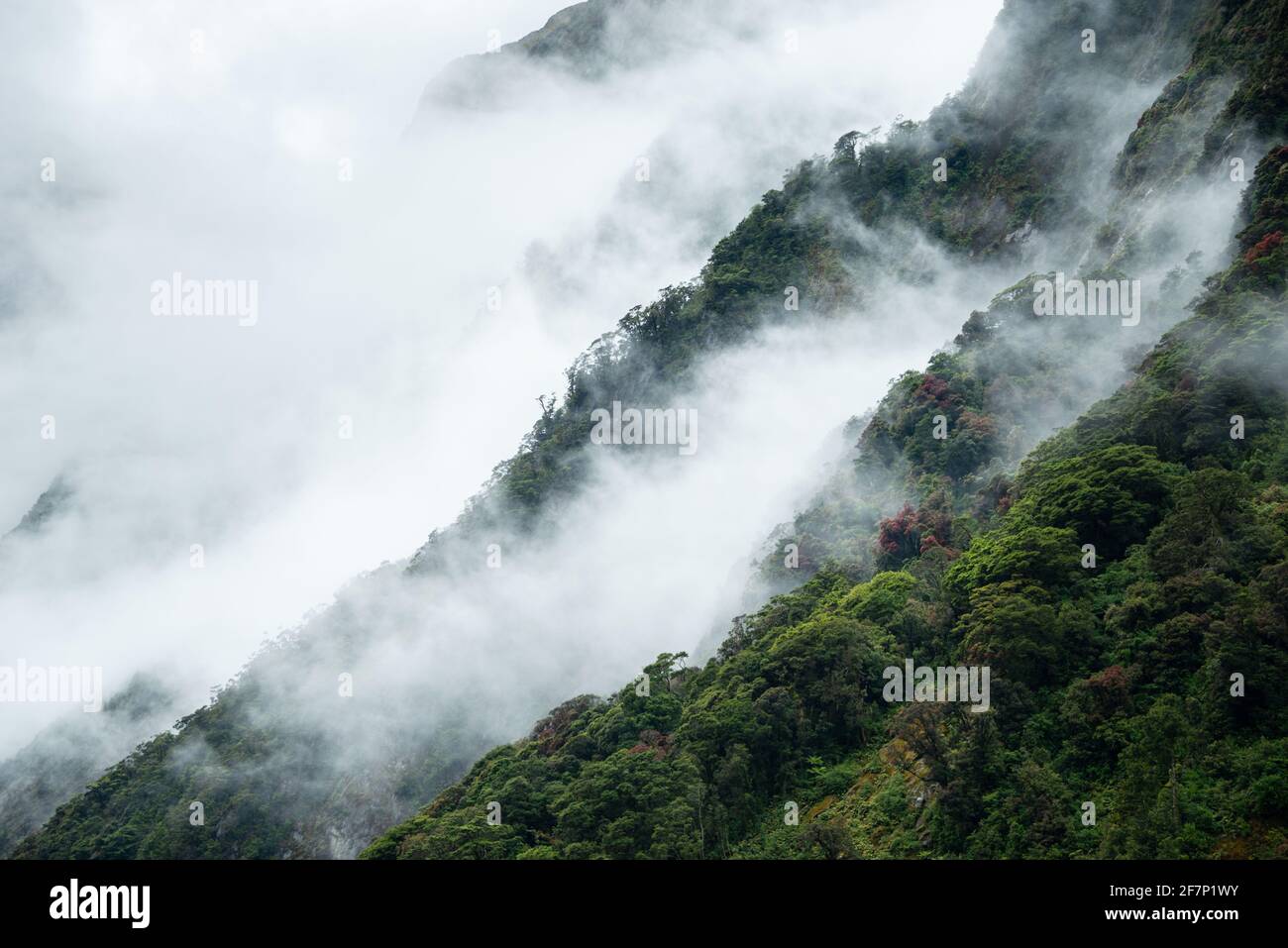 Layers of mountains in the mist with red flowers covering Southern Rata ...