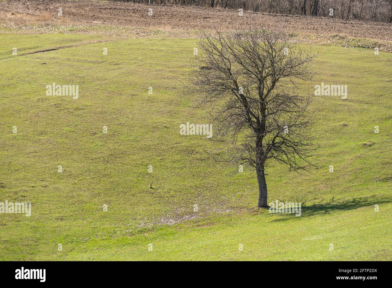 A Single Tree Standing Alone with Blue Sky and Grass Stock Photo - Alamy