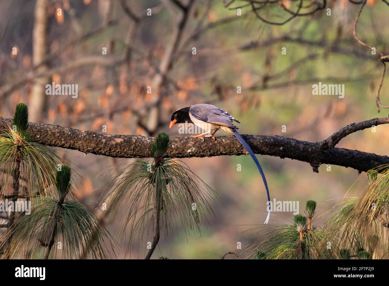 Kathmandu, NE, Nepal. 9th Apr, 2021. A red""‘billed blue magpie is ...