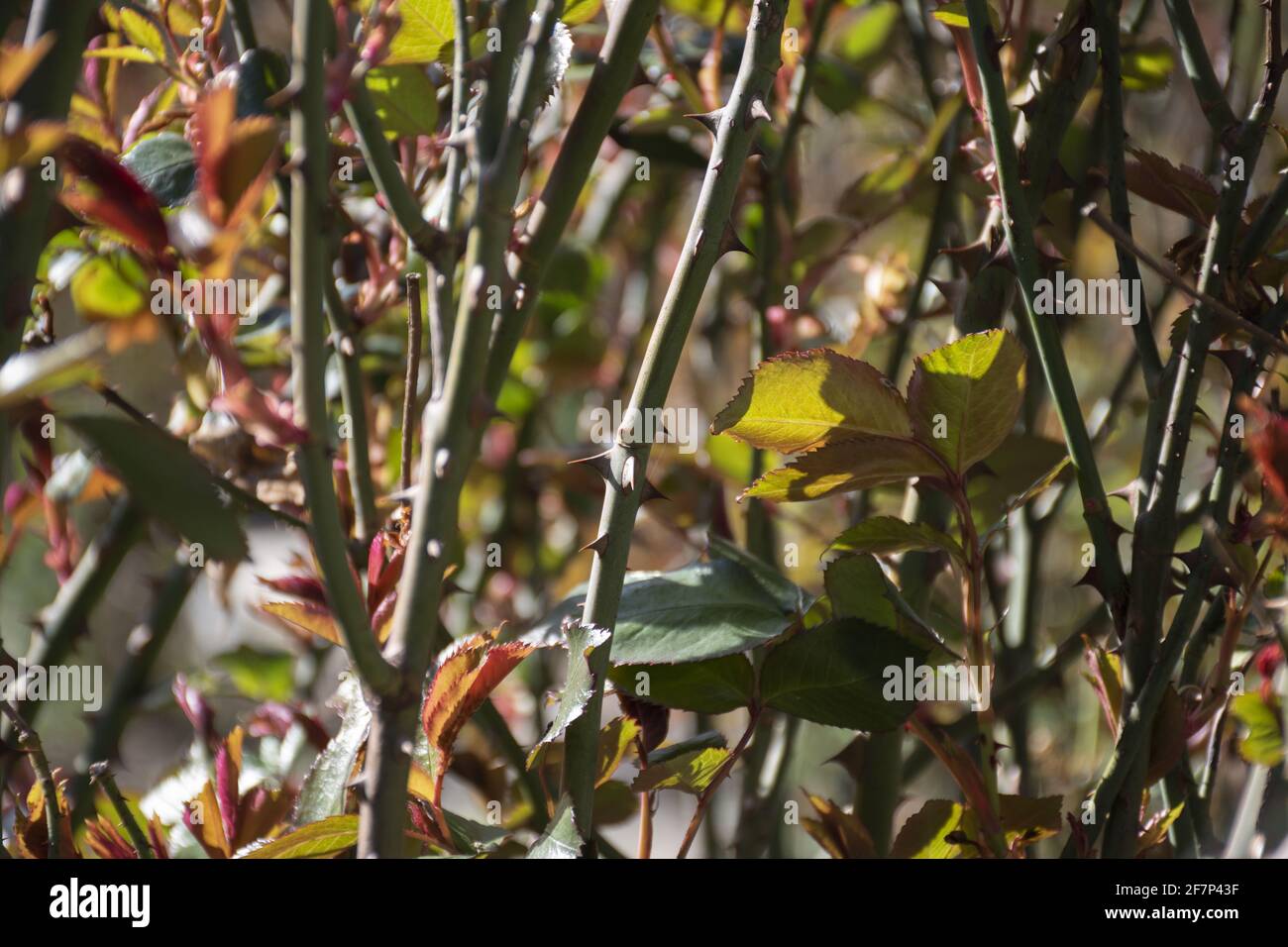 Branch of roses hi-res stock photography and images - Alamy